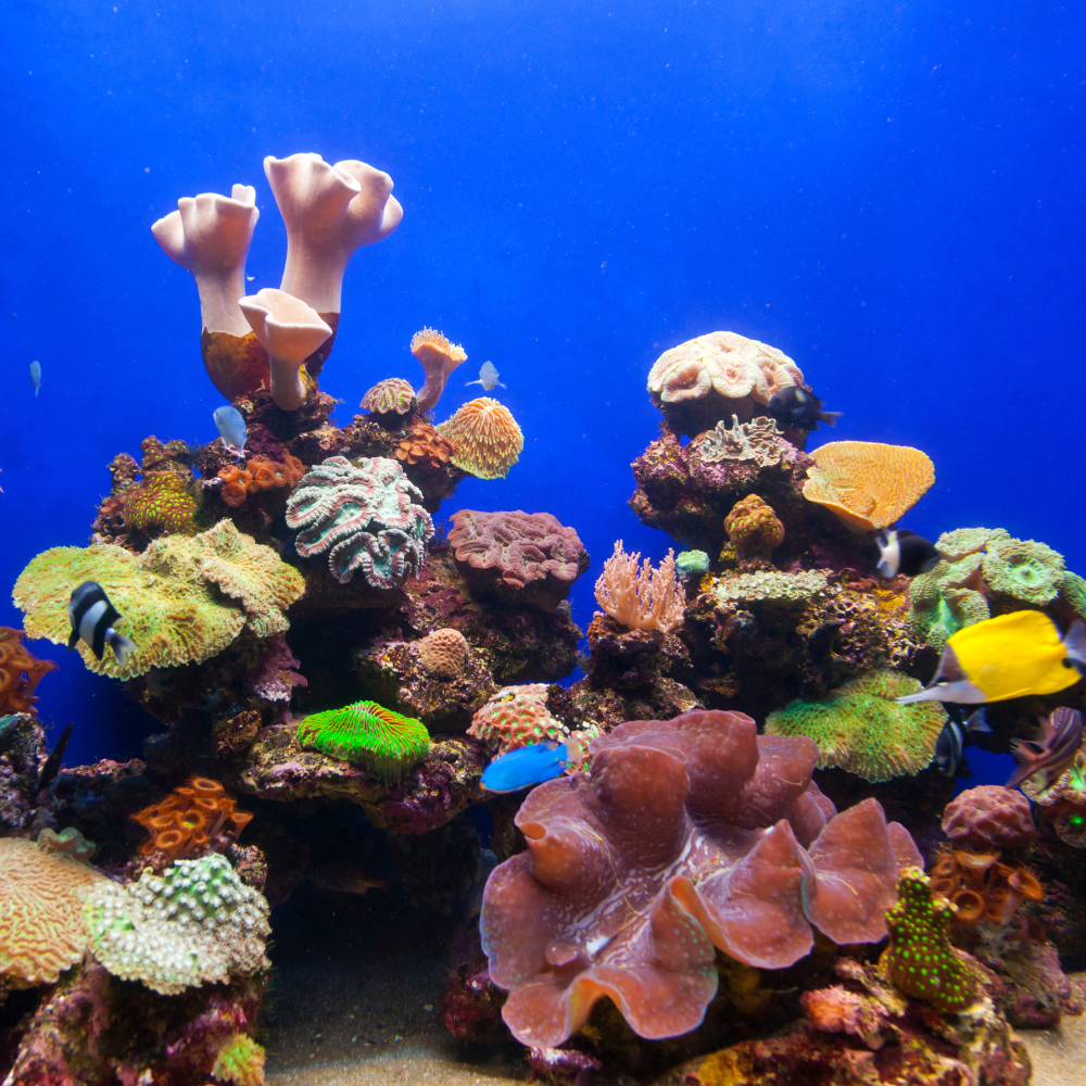 Colorful Saltwater Aquarium Fish: A Guide - Aquariffic Adventures