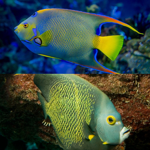 Saltwater Aquarium Fish: A Guide