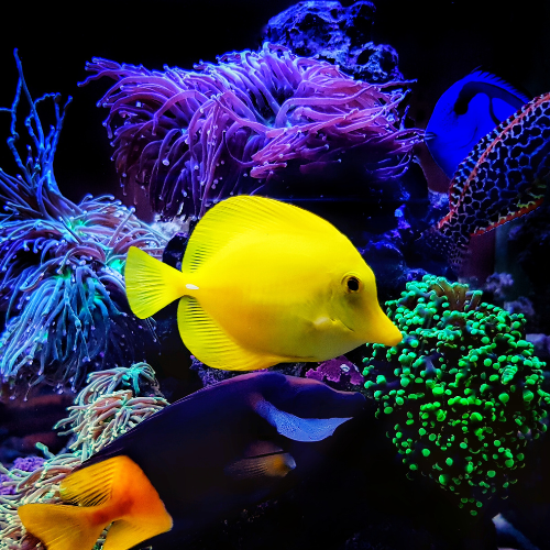 Saltwater Aquarium Fish: A Guide