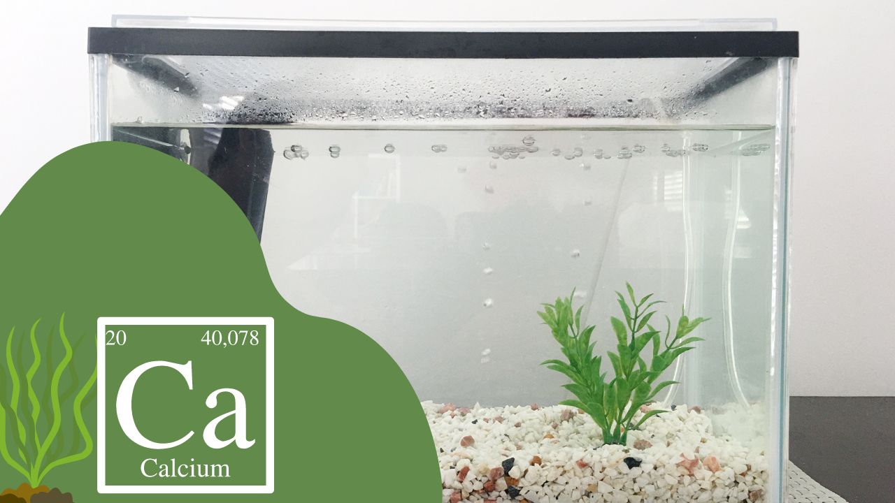 How to Add Calcium to Aquarium