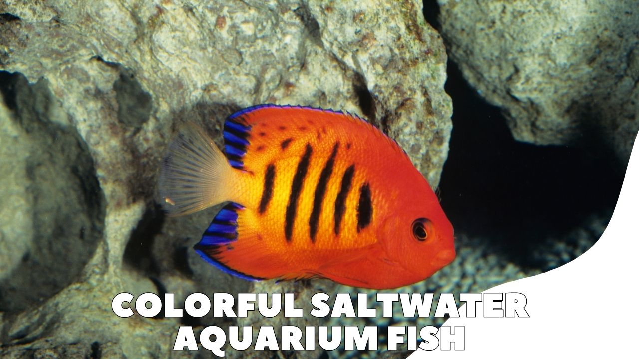 Colorful Saltwater Aquarium Fish
