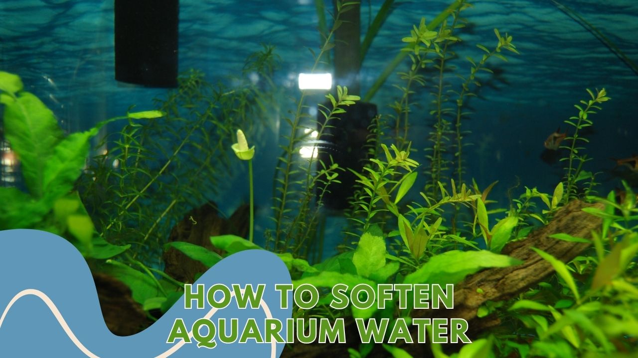 How to Soften Aquarium Water